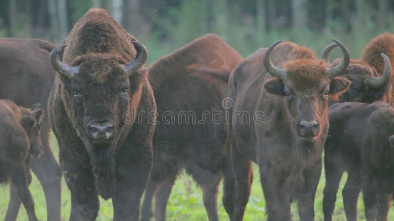 European Bison Wild Animals, Bison Bonasus Stock Footage - Video of ...