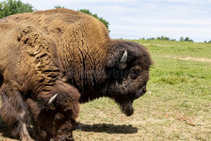 European Bison in the wild stock photo. Image of group - 158482394