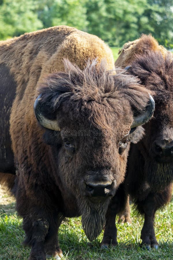 European Bison in the wild stock photo. Image of field - 158482132