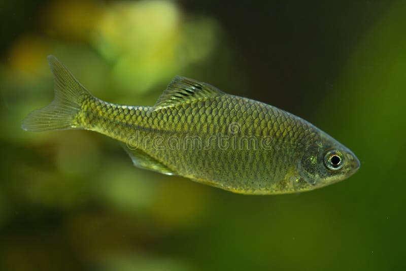 Rhodeus Amarus, European Bitterling, Wide-spread Wild Fish Swims Near ...
