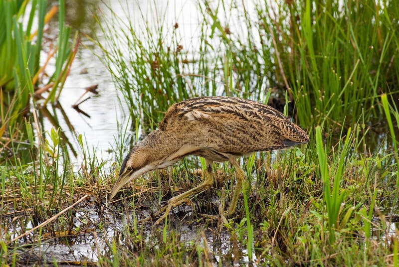 European Bittern stock photo. Image of young, juvenile - 10430420