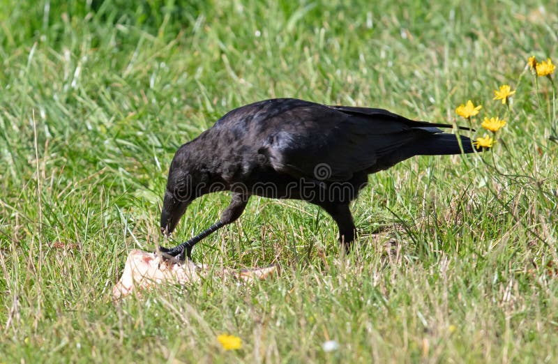 European Black Carrion Crow (Corvus Corone) Feeding Stock Image - Image ...