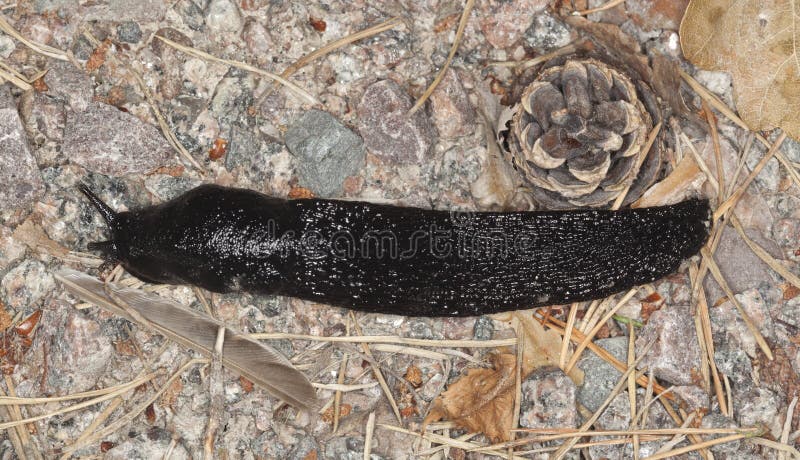 European Black Slug, Arion Arter Stock Photo - Image of black, crawly ...