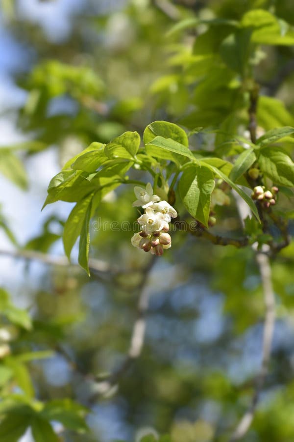European bladdernut stock photo. Image of bladdernut - 262721106