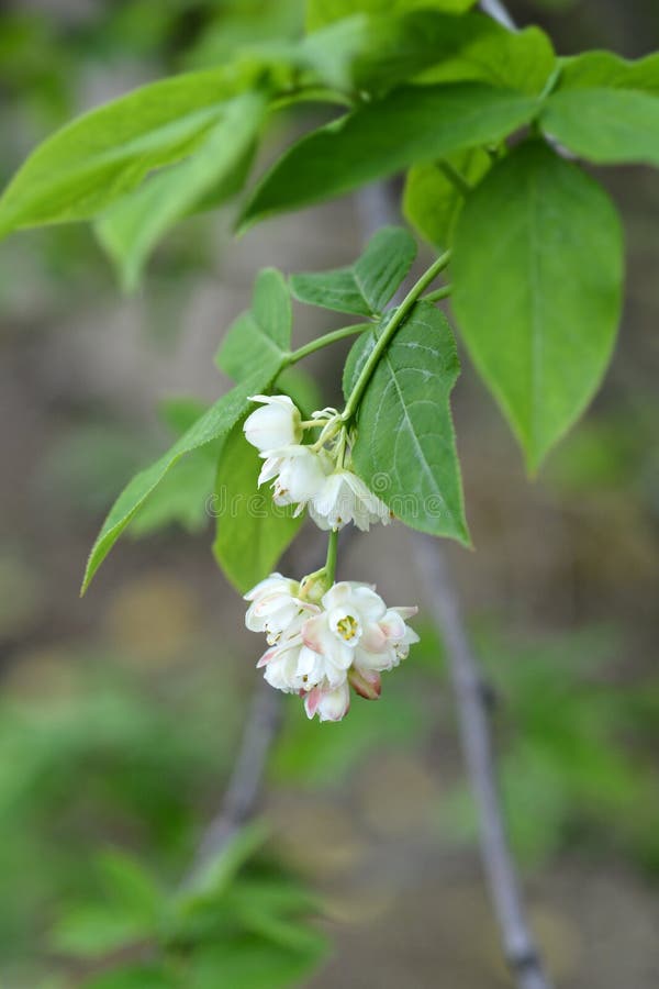 European bladdernut stock photo. Image of spring, outdoors - 145758684