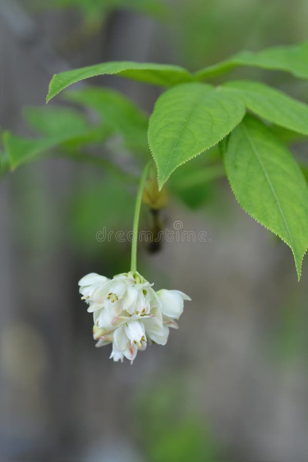 European bladdernut stock photo. Image of close, nature - 210766186