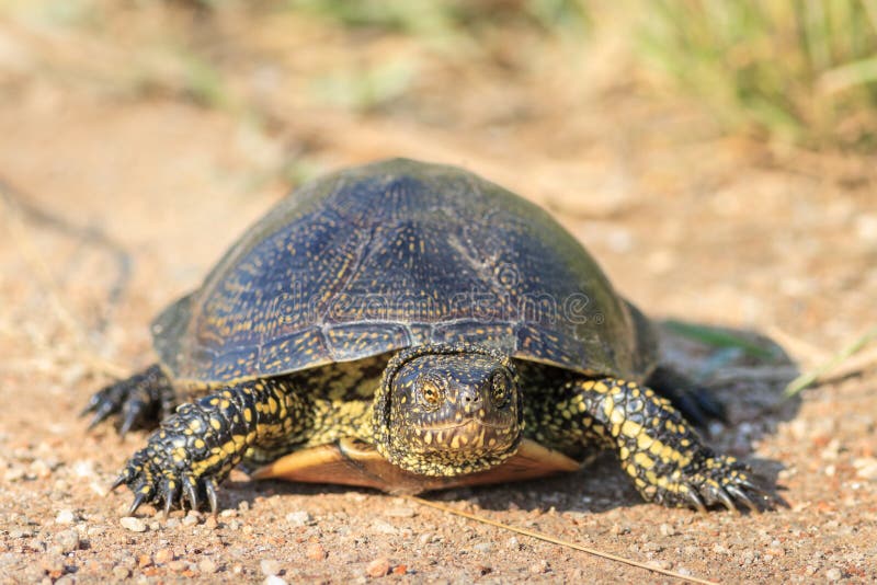 European Bog Turtle (emys Orbicularis) Stock Image - Image of closeup ...
