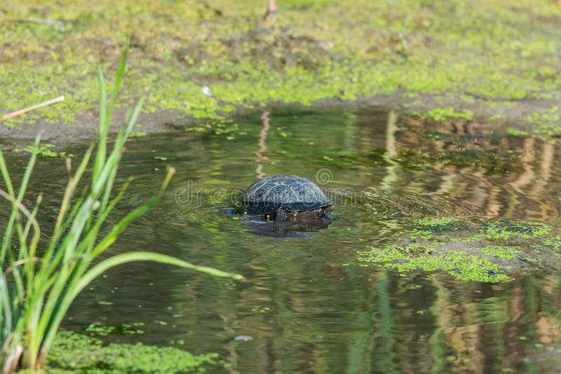European Bog Turtle or Emys Orbicularis Stock Image - Image of green ...