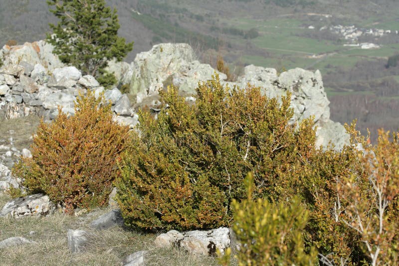 European box or boxwood stock image. Image of tree, biodiversity - 90952977