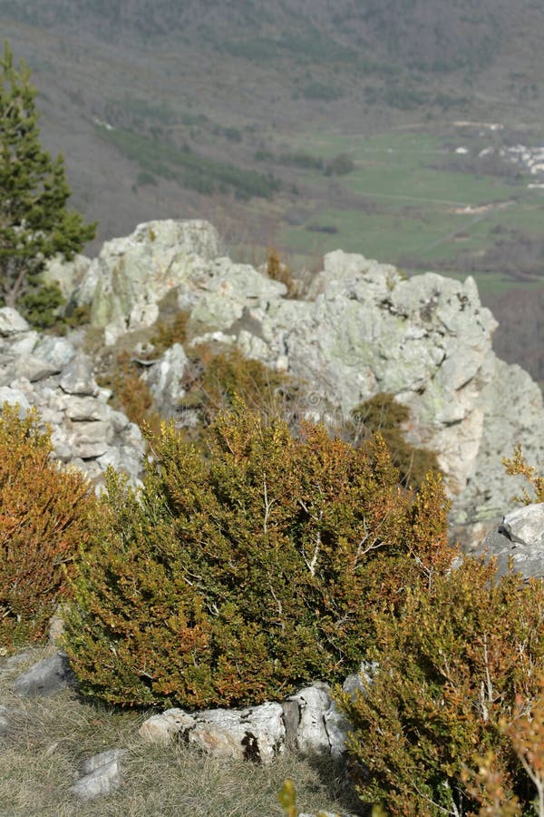 European box or boxwood stock photo. Image of tree, vegetation - 90955840