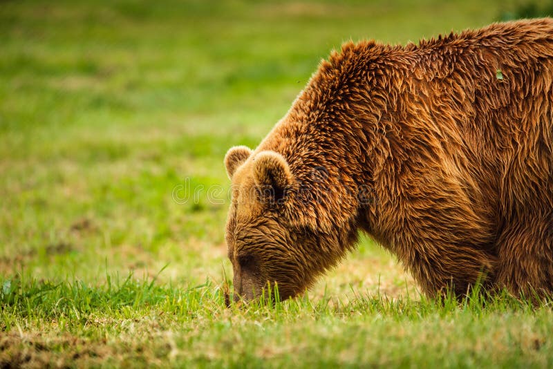 European brown bear stock photo. Image of brown, wildlife - 184629926