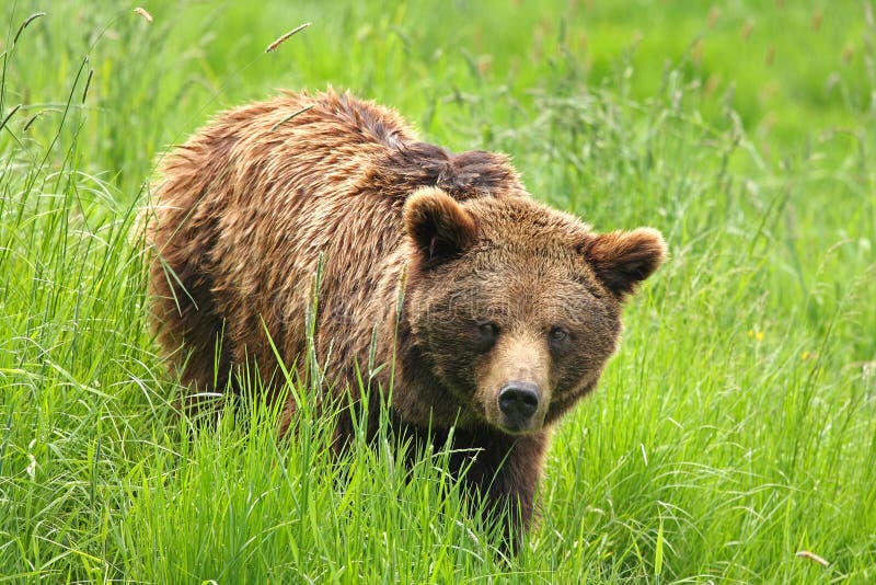 European Brown Bear stock photo. Image of drummond, furry - 5322944