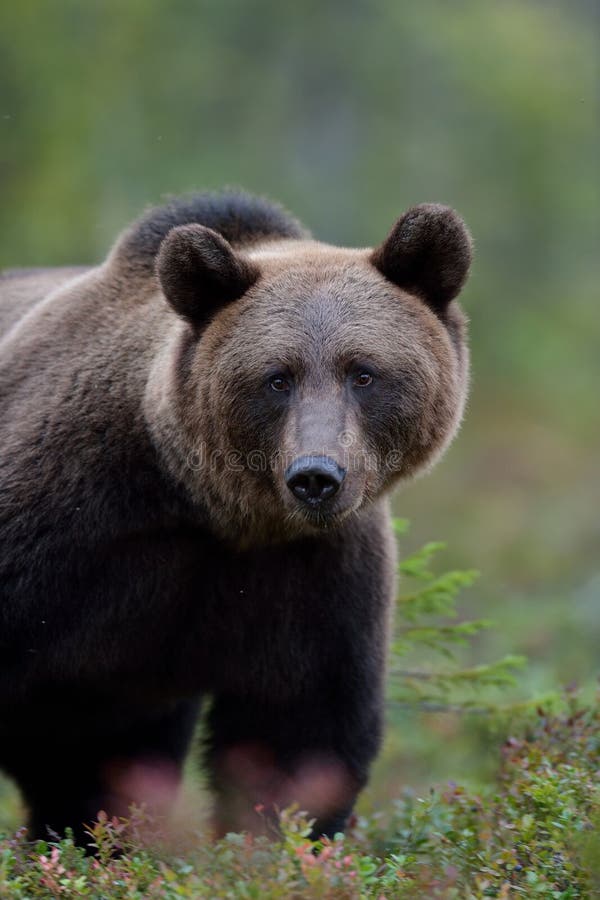 European brown bear stock photo. Image of ursus, creature - 48126812