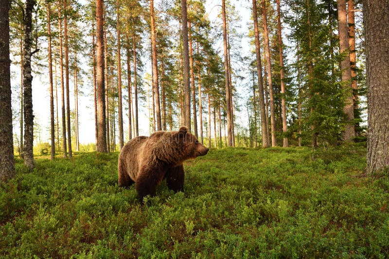 European Brown Bear in Forest Landscape. Stock Photo - Image of scenic ...