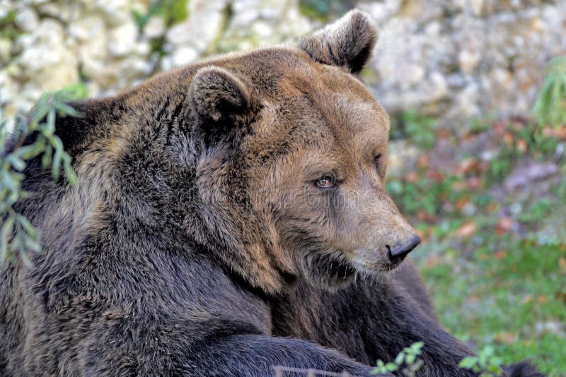 European Brown Bear stock image. Image of solitary, mammal - 83996427