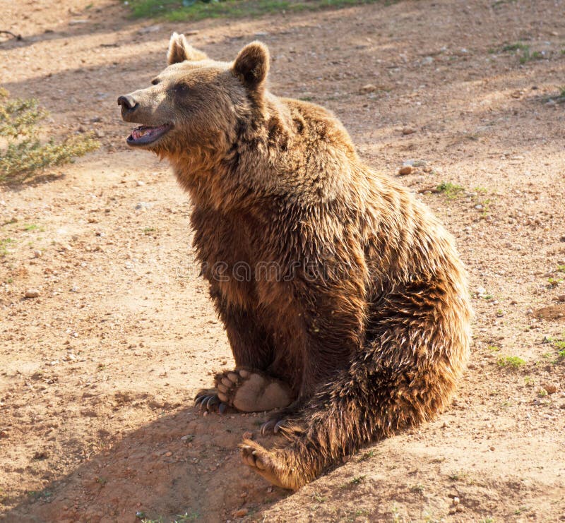 European brown bear. stock image. Image of bear, european - 132001701