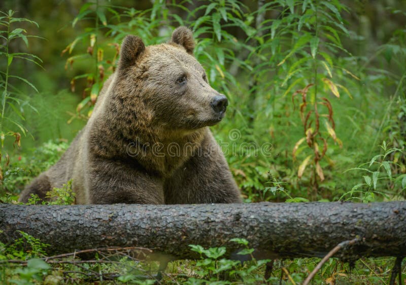 European Brown Bear Taking a Break Stock Image - Image of brown, crow ...