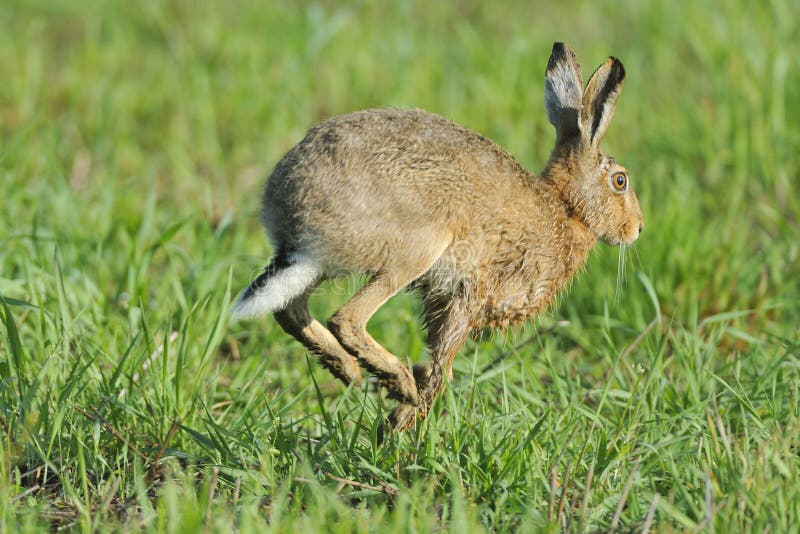 European Brown Hare stock photo. Image of cultural, green - 20194606