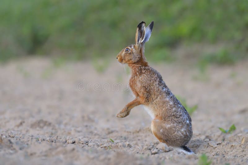 European brown hare stock photo. Image of wildlife, peoople - 47314966