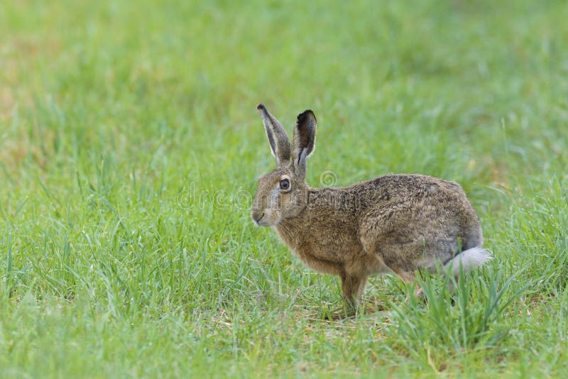 European Brown Hare stock image. Image of hare, horizontal - 60362059