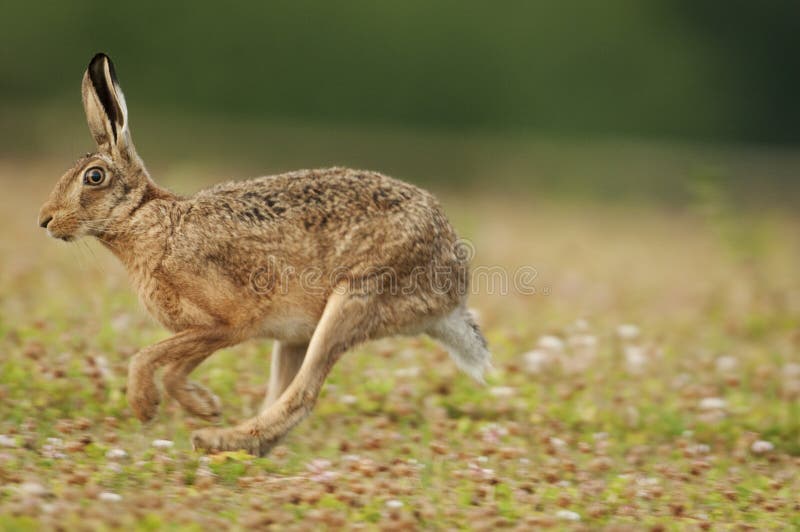 1,501 Running Hare Stock Photos - Free & Royalty-Free Stock Photos from ...