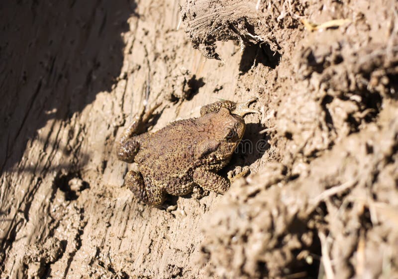 European brown toad stock photo. Image of clay, common - 106442434