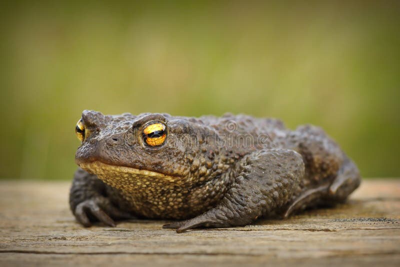 341 Toad Standing Photos - Free & Royalty-Free Stock Photos from Dreamstime