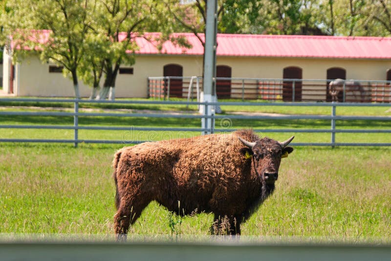 European buffalo bison stock photo. Image of european - 316136172