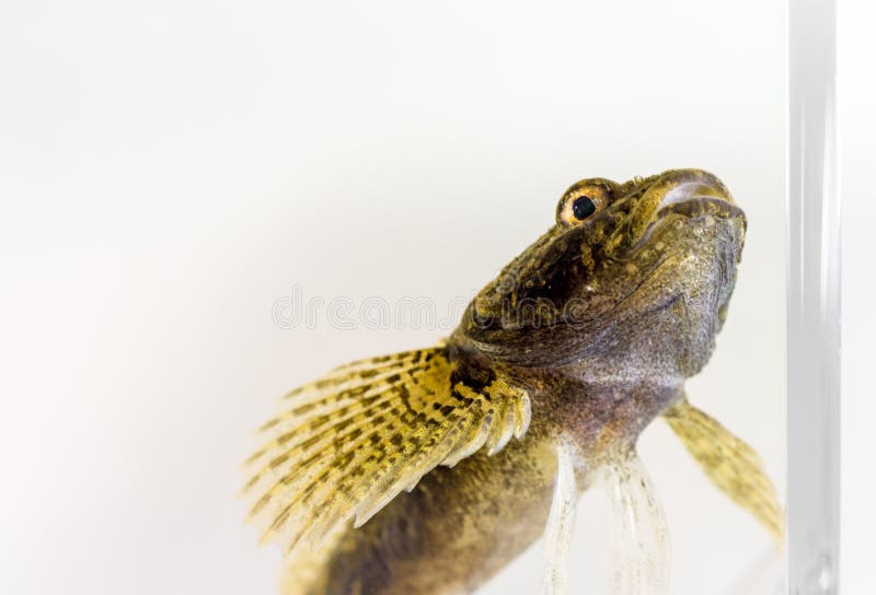European Bullhead Fish Camouflaged on Stone Bottom Stock Image - Image ...