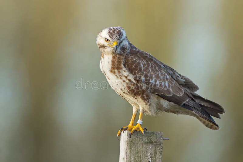 European buzzard stock image. Image of conservation, color - 22593023