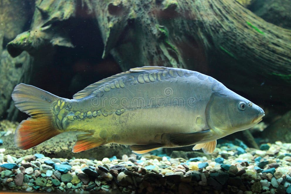 European carp stock image. Image of carpio, freshwater - 38140739