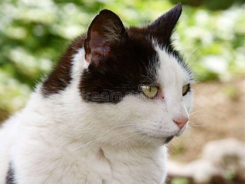 European Cat Picture. Image: 5408186