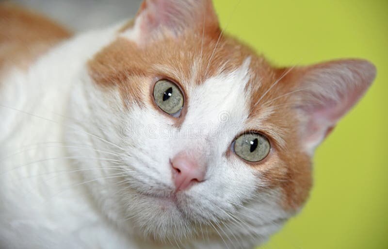 European cat face, detail stock photo. Image of european - 206784392