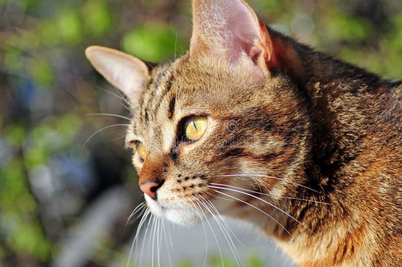 European cat portrait stock image. Image of furry, animal - 30656985