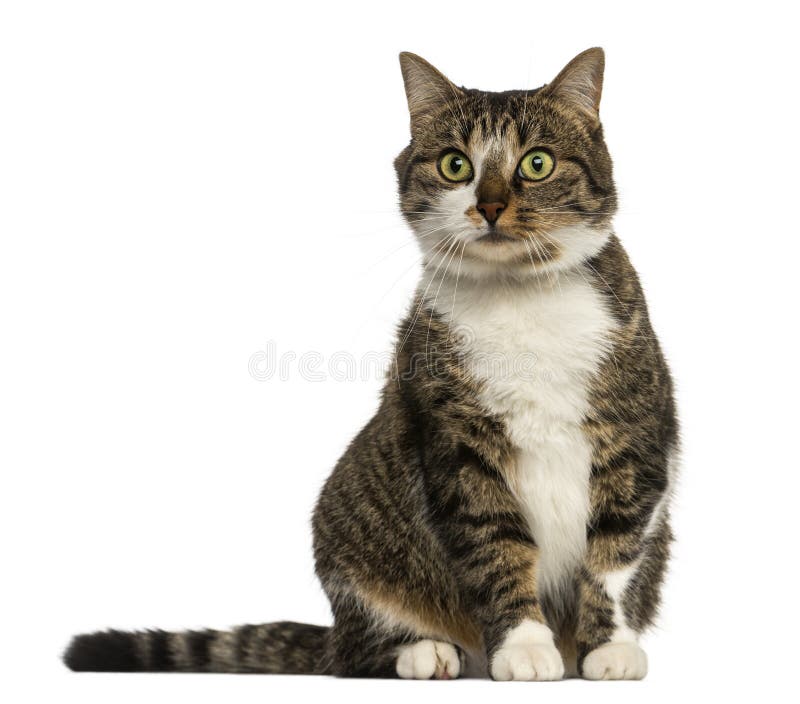 European Cat Sitting , Isolated Stock Photo - Image of shot, studio ...