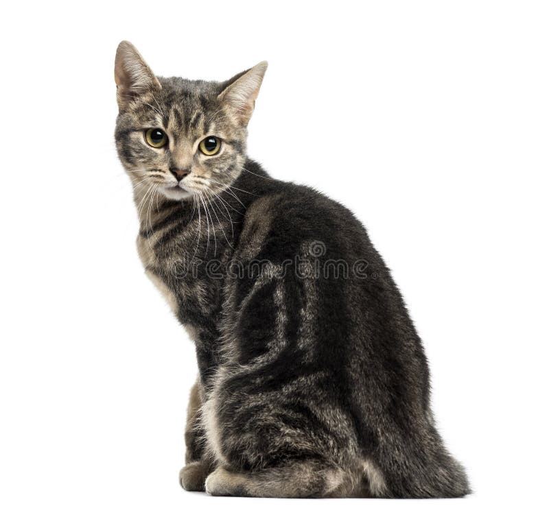 European Cat Sitting, Looking Backwards, Isolated Stock Photo - Image ...