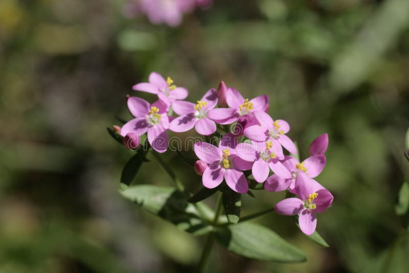 European centaury flower stock photo. Image of flower - 87315076