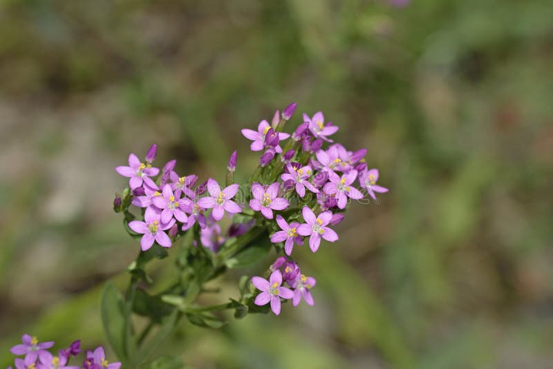 European centaury, Greece stock image. Image of beautiful - 178287201