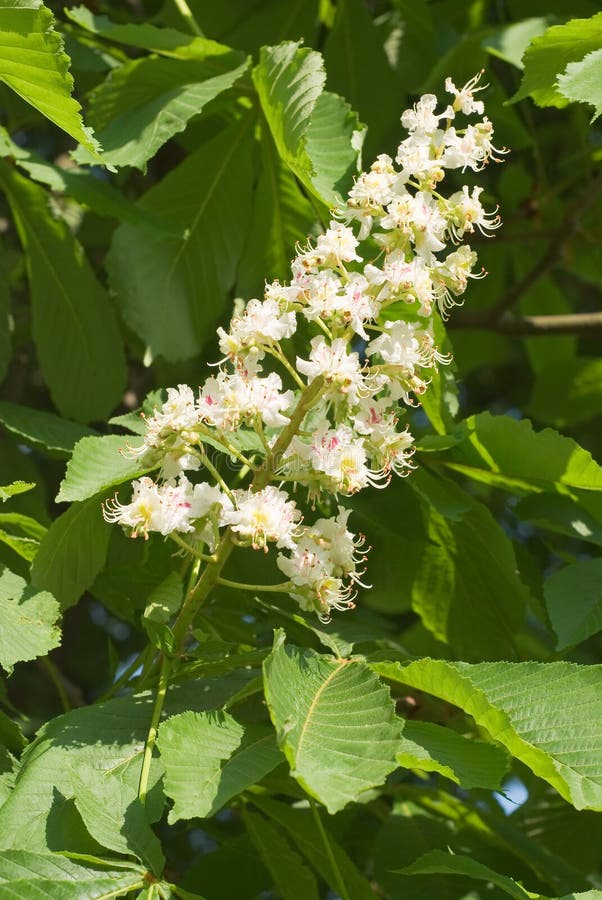 European Chestnut Flowers stock photo. Image of flowering - 19609140