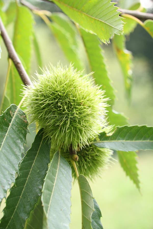 European chestnut tree stock image. Image of medium, people - 13442001