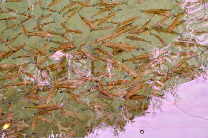 European chub fish stock image. Image of gills, european - 339442551
