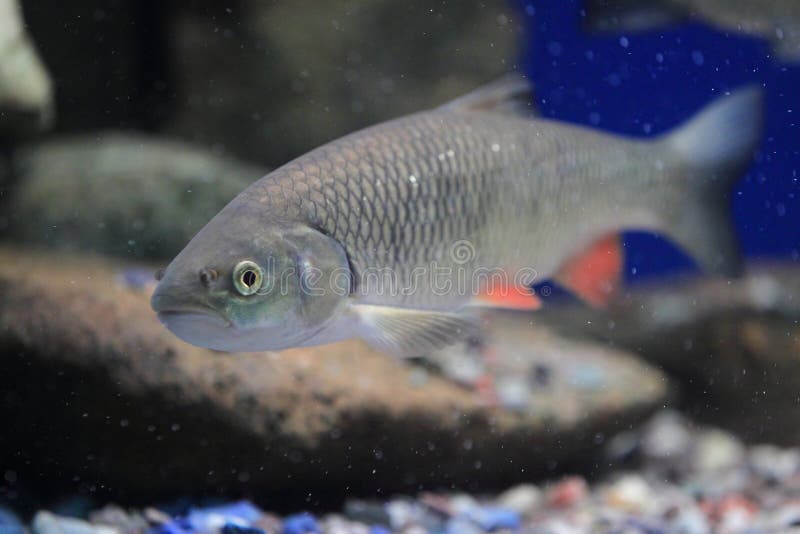 European chub stock photo. Image of animal, nature, scale - 29279232