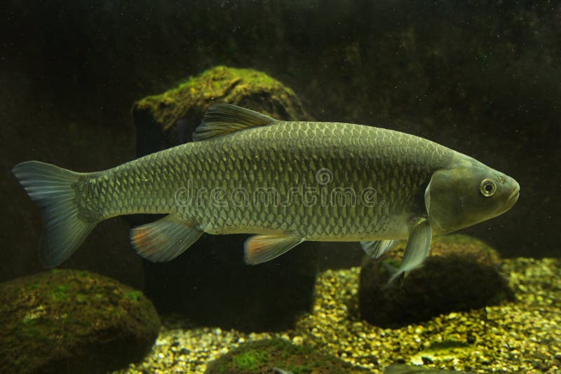 Big European Chub (Squalius Cephalus) Stock Image - Image of level ...