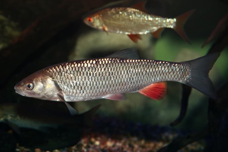 European Chub Squalius Cephalus Fish Stock Photo - Image of european ...