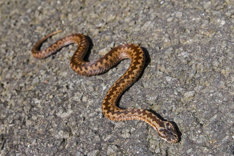 European Classic Poison Snake Stock Photo - Image of poison, step: 94371188