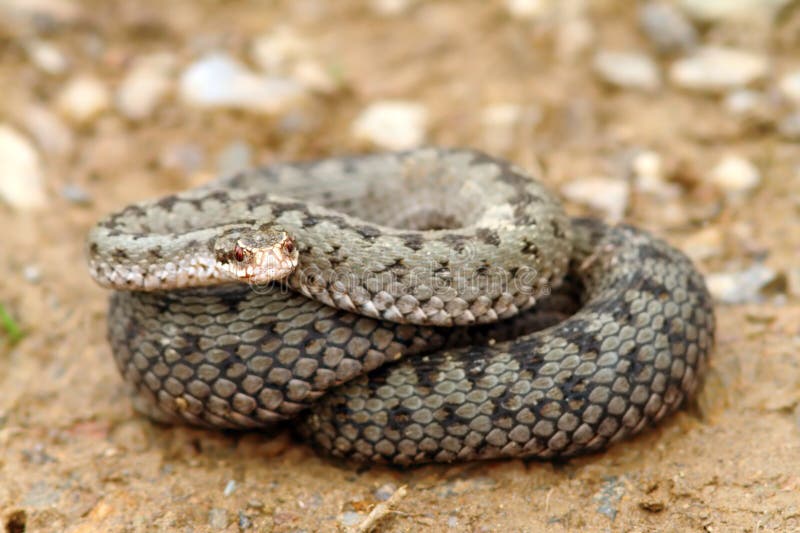 European Common Adder Ready To Strike Stock Photo - Image of color ...