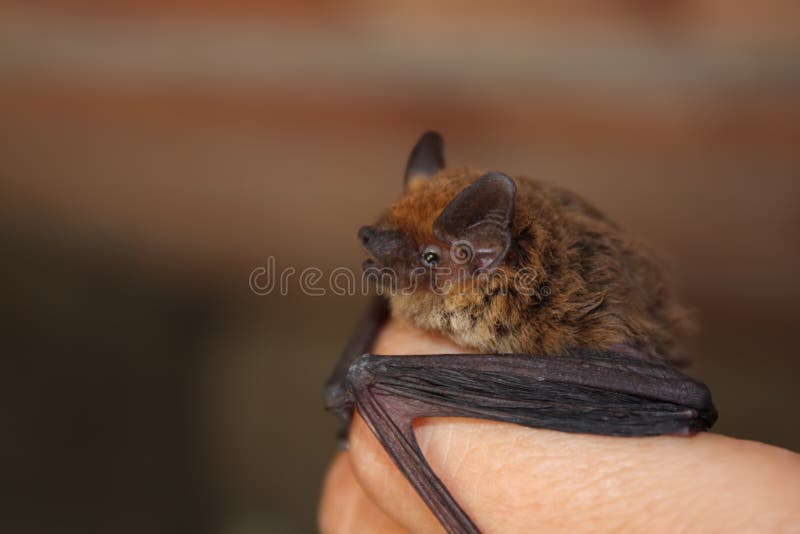 European Common Bat stock photo. Image of hold, folded - 216545896
