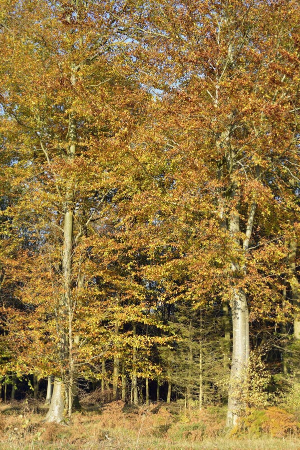 Beech Trees in the Snow stock photo. Image of britain - 17994980