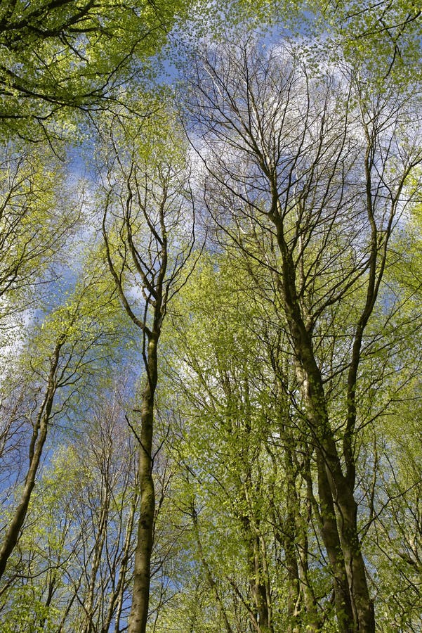 European or Common Beech stock image. Image of wild - 220435323