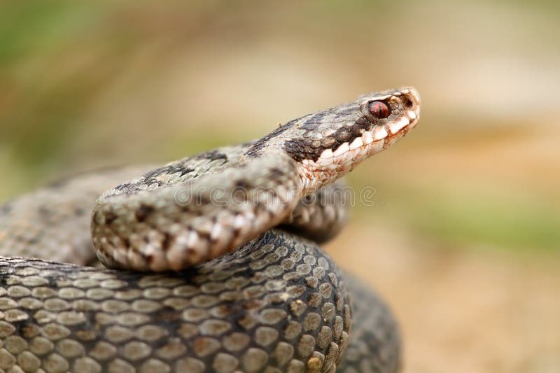 Common European Viper Vipera Berus Stock Photo - Image of berus ...